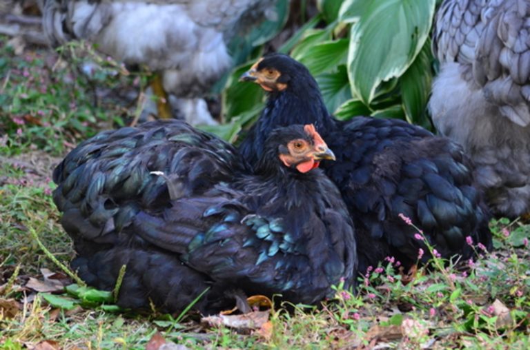 Beautiful Bantams: Black Cochins and Silver Spangled Hamburgs ...